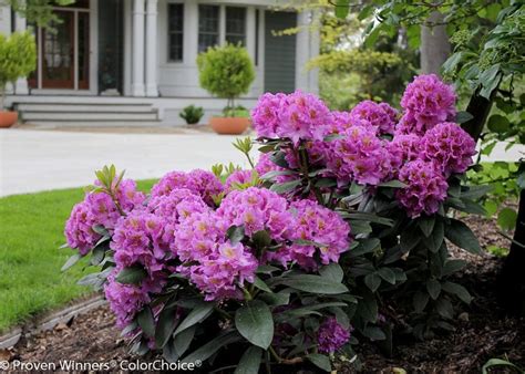 Rhododendron Bushes Planting Pruning And Care Info Garden Design