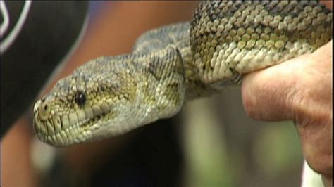 Party Girl Python Finally Evicted Abc News