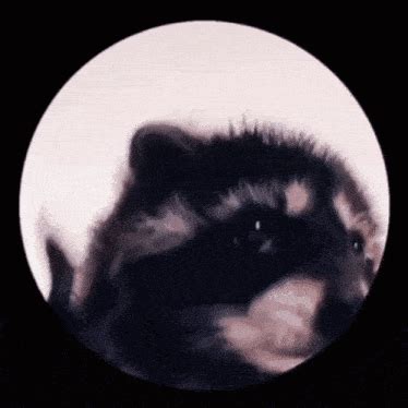 Mapache Pedro  Mapache Pedro Discover And Share S