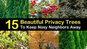 Beautiful Privacy Trees To Keep Nosy Neighbors Away
