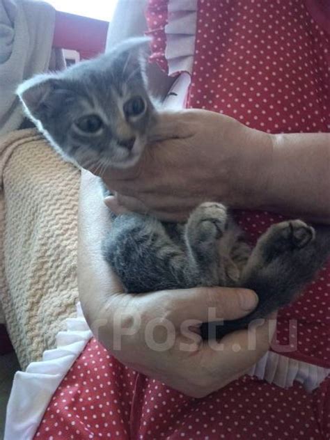 Шотландский вислоухий в наличии Цена 3 000₽ во Владивостоке