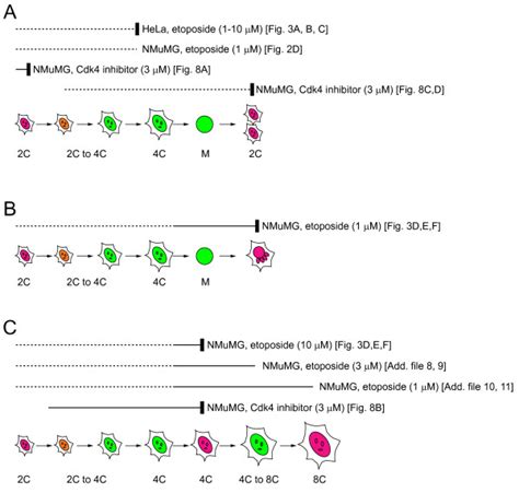 Schemes Illustrating The Cell Cycle Alterations Observed In Hela Or