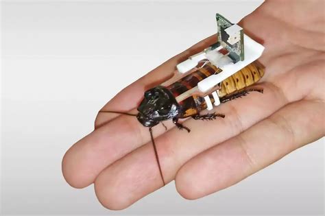 Cyborg Cockroach Armies Can Now Be Mass Produced At A Rate Of One Every 68 Seconds Techspot