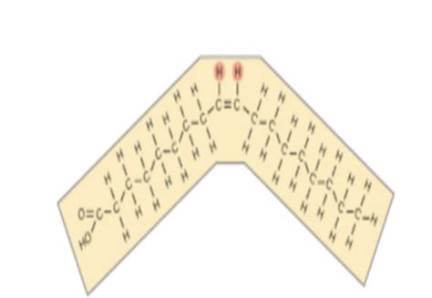 Introduction To Carbohydrates Proteins And Lipids Quiz Flashcards Quizlet