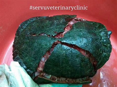 Tortoise With Trampled Shell Dies From Injuries Malaysia News Asiaone Tortoise With Trampled Shell Dies From Injuries Malaysia News Asiaone