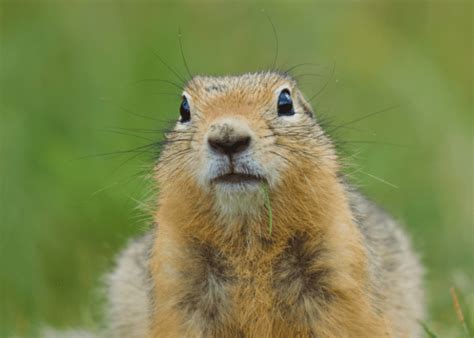 Do Moles Hibernate How About Sneaky Gophers Too Gardenfrontier