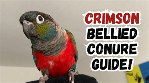 Crimson Bellied Conure Guide Crimson Behaviour And Tips For Keeping