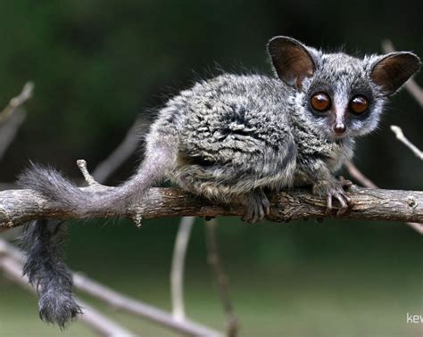 Lesser Bushbabies In The Genus Galago