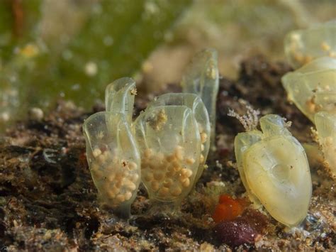 Cone Shell Egg Case Conus Sp Cone Shell Egg Case Conus Sp