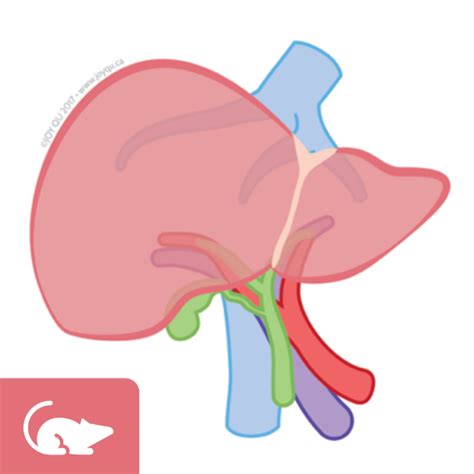 Mouse 2 Step Collagenase Liver Perfusion Protocol