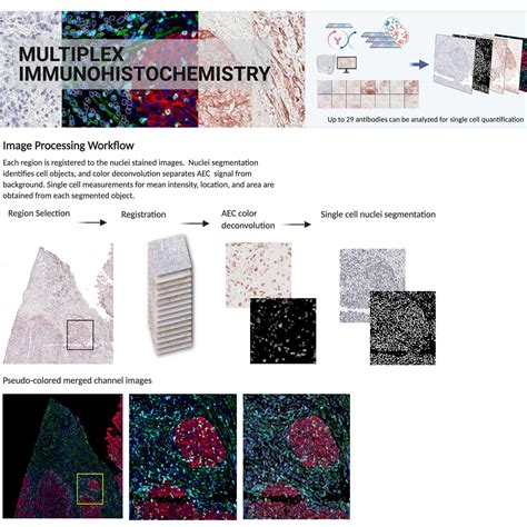 Htan Multiplex Ihc Image Cytometry V0 1