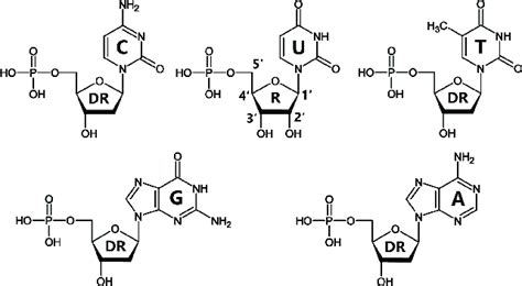 The Image Shows The Chemical Structure Of The Four Possible Dna