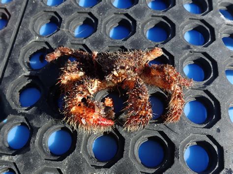 Acantholithodes Hispidus Stimpson 1860