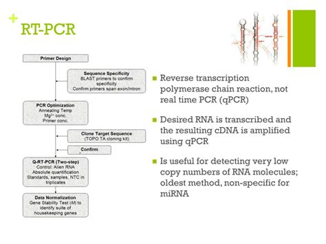 ppt mirna discovery and prediction algorithms powerpoint presentation