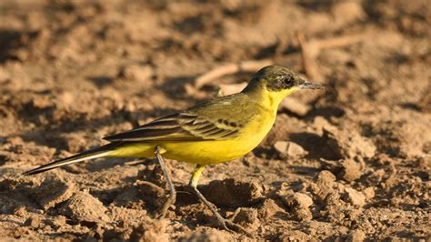 World Through Swarms Lens Chhari Dhand Wetland Reserve Part Xi Birds Iii Crested Lark And