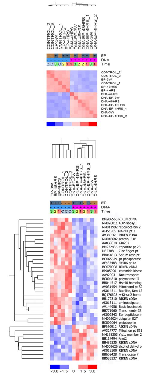Sample Correlation Matrix And Hierarchical Cluster Analysis Of Gene Download Scientific Diagram