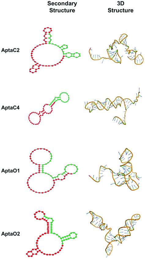 Characterization Of Secondary And Tertiary Aptamer Structures The Download Scientific Diagram