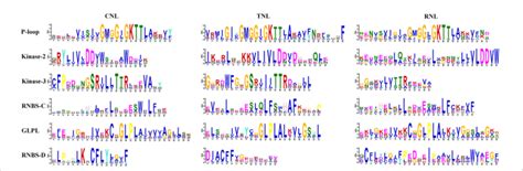 six conserved motifs in the nucleotide binding site nbs domain of the