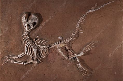 Psittacosaurus Dinosaur Fossil Stock Image C0604373 Science