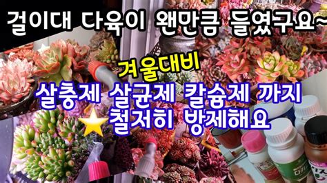 베란다 다육이 겨울나기 끝판 방제 살충제 살균제 쳐요 예방이 최고💉걸이대 다육이 안으로 꾸역꾸역 들였어요😆 Youtube
