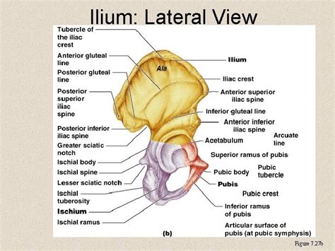 The Appendicular Skeleton 06 Skeletal System B Appendicular
