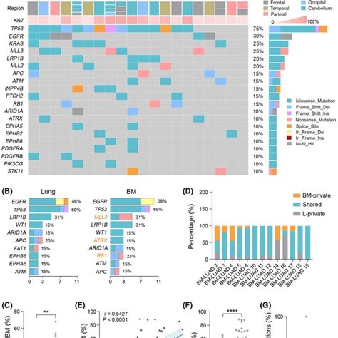 Somatic Mutations In Primary Luad And Bm A Mutational Landscape Of