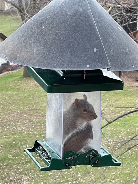 A New Squirrel Proof Bird Feeder MyConfinedSpace