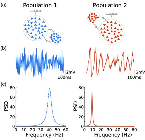 Cortical Motif Circuits A Schematic Representation Of Two Uncoupled