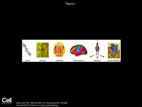 martijn p van den heuvel b t thomas yeo neuron ppt download