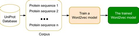 word2vec model training process first all protein sequences in the