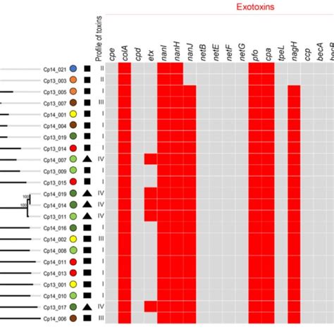 phylogenetic analysis and genetic marker heat map dendrogram shows a