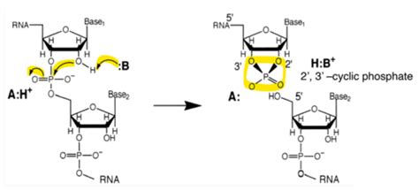 Biol 3110 Rna Structure And Properties Flashcards Quizlet