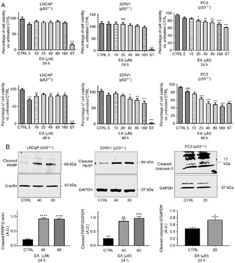A Cell Viability Assay For The Effect Of Ea On Pca Cell Lines Cell