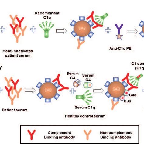 Complement Of Classical Complement Pathway Download Scientific Diagram