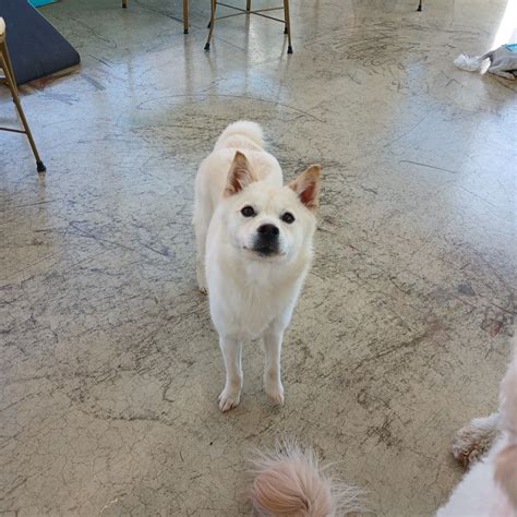 진도믹스 봄이 강아지책임분양♥ 아이조아 유기방지입양 파양 강아지보호소 고양이보호소 무료분양센터