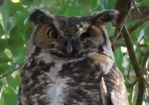 Owls Blinking Do Owls Blink What Does It Mean