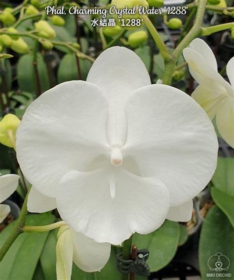 Орхидея фаленопсис Азия нецветущая купить в Новосибирске цена 1 500 руб дата размещения 15