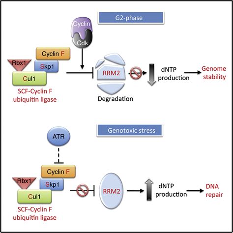 Ribonucleotide Reductase Regulation
