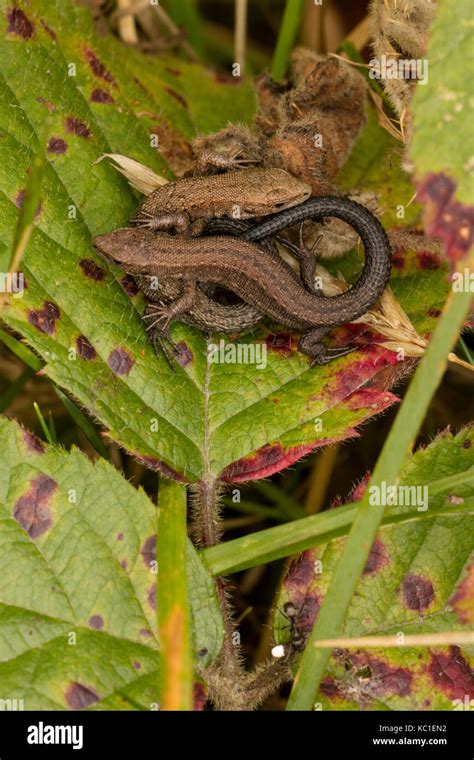 Ovoviviparous