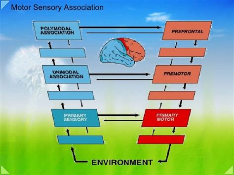 Posterior Association Cortex