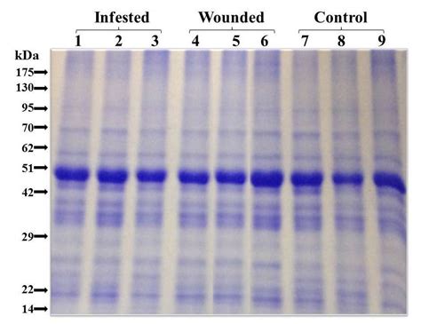 Comparative Protein Expression Profiling Of The Control Infested And
