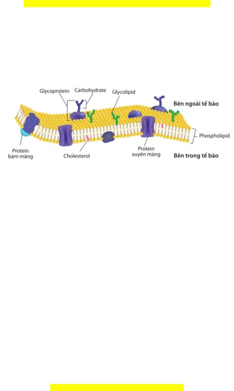 Lý thuyết Sinh học 10 Cánh diều Bài 8: Cấu trúc của tế bào nhân thực | DOCX