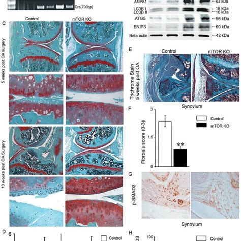 Inducible Cartilage Speci Fi C Mtor Ko Mice Exhibit Protection From