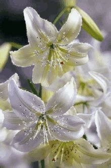 Some White Flowers With Water Droplets On Them