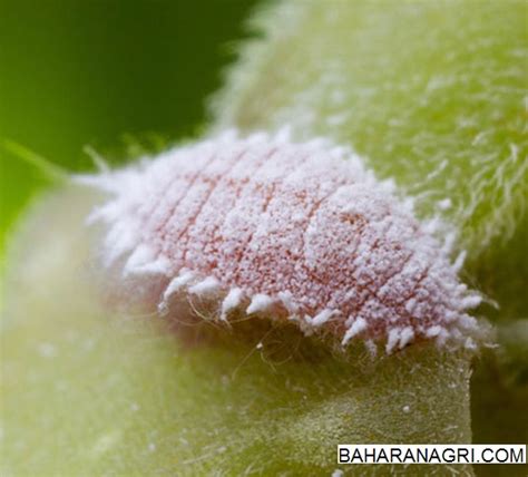شپشک آردآلود فروشگاه کشاورزی بهاران