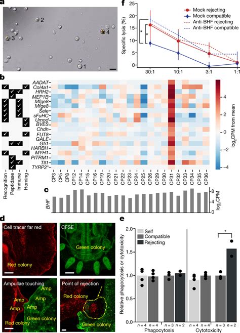 Allorecognition Is Mediated By Cytotoxic Cells Through Bhf Download Scientific Diagram