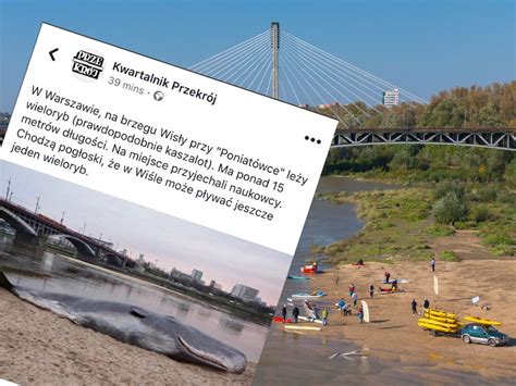 Martwy Wieloryb Na Pla Y W Warszawie Pod Mostem Poniatowskim Antyradio Pl