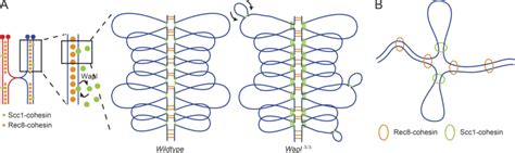 Schematic Representation Illustrating The Distinct Chromosomal