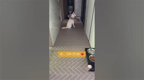 주인을 기다리는 진돗개의 순수한 마음눈물겨움 😭😂😍 Youtube
