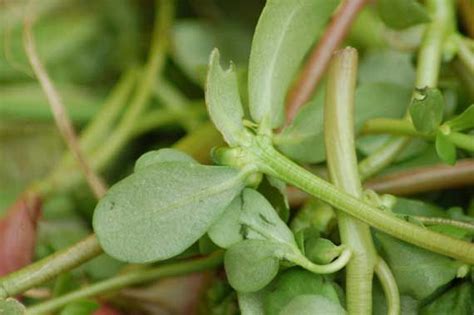 Edible Weeds 101 The Health Benefits Of Purslane Artofit